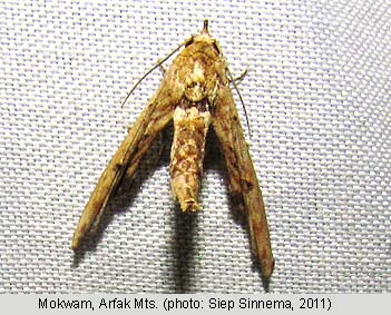 Papua Insects Foundation (Lepidoptera/Euteliidae/Euteliinae/Anigraea ...